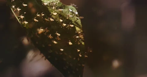 Swarm of flying Lutzomyia mosquitos, Lei... | Stock Video | Pond5