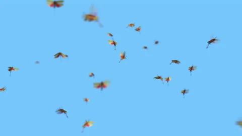 Swarm of grasshopper insects flying in t... | Stock Video | Pond5