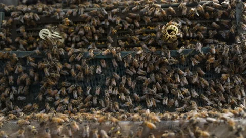 swarm of honey bees crawling on beehive... | Stock Video | Pond5
