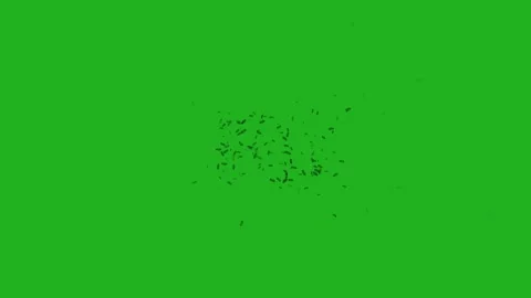Swarm Of Insects Moving On Green Screen | Stock Video | Pond5