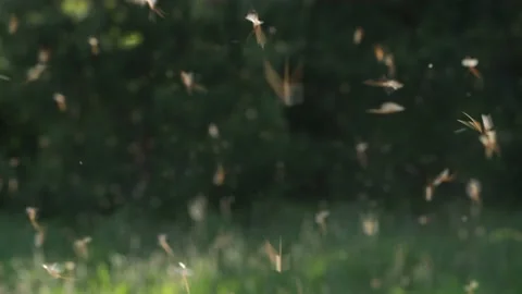 Mayflies Stock Video Footage | Royalty Free Mayflies Videos | Pond5