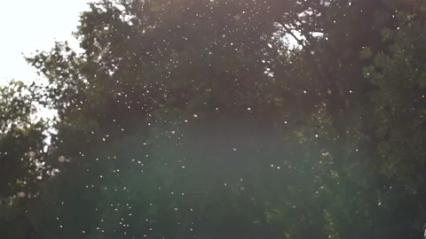 Swarm of midges in the forest in the sun... | Stock Video | Pond5