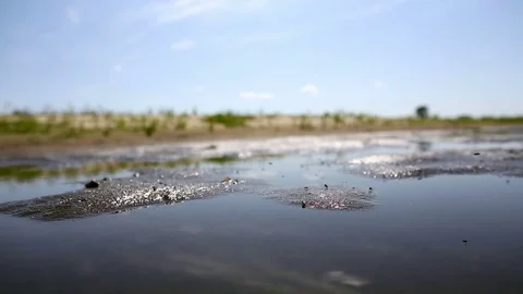 Swarm of mosquitoes fly over swamp pollu... | Stock Video | Pond5
