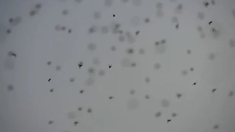 Swarm of mosquitoes flying at summer. A ... | Stock Video | Pond5