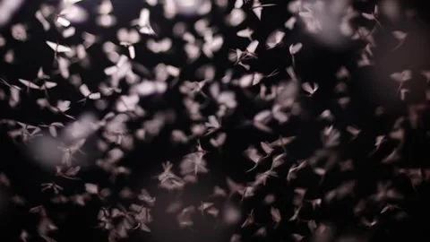 Butterfly Swarm Stock Videos – Royalty-Free HD & 4K Videos
