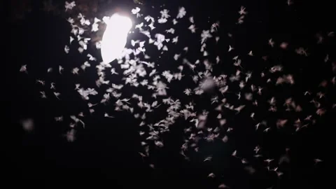 Butterfly Swarm Stock Video Footage | Royalty Free Butterfly Swarm Videos | Pond5