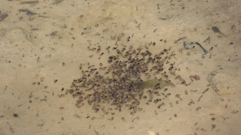 A swarm of water bugs living in water, s... | Stock Video | Pond5