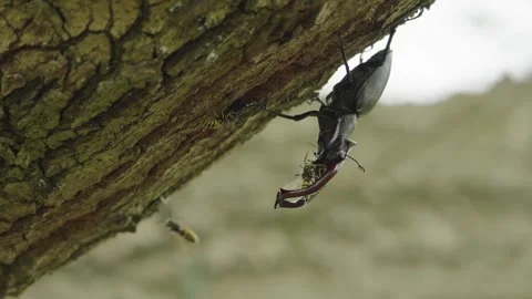 Swarm of Wild Wasps Attacking Male Stag ... | Stock Video | Pond5