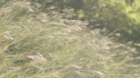 Sot Viedo Stock Videos – Royalty-Free HD & 4K Videos