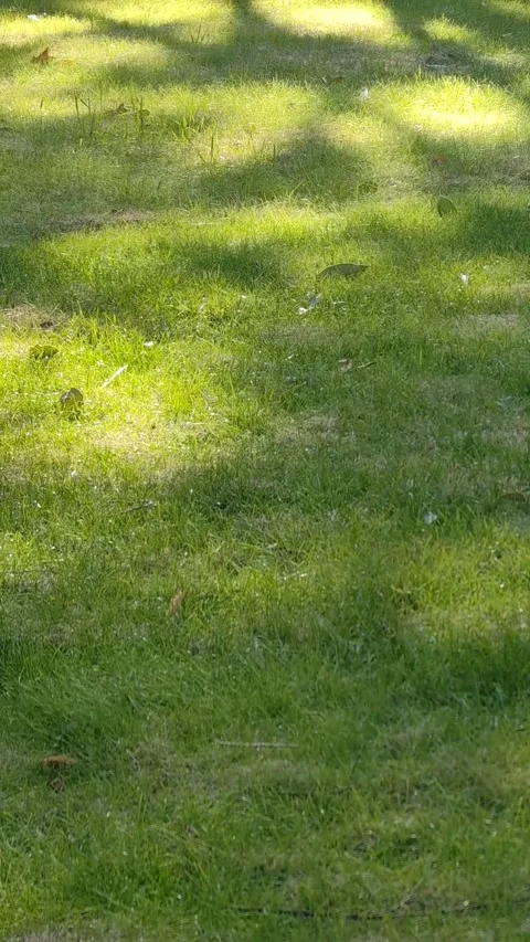 Footage Tree Branches Stock Videos – Royalty-Free HD & 4K Videos