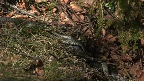 Swedish snakes (Natrix natrix) that mate... | Stock Video | Pond5