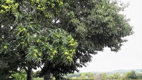 A Sweet Chestnut tree growing in a small... | Stock Video | Pond5
