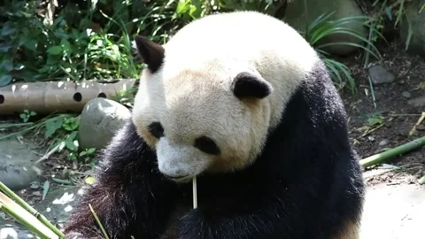 Sweet female panda, Mei Lan aka Rou Rou,... | Stock Video | Pond5