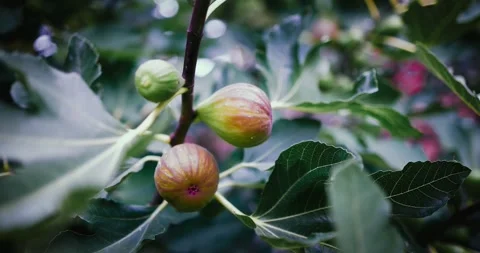 sweet figs ripen on fig tree branches in... | Stock Video | Pond5