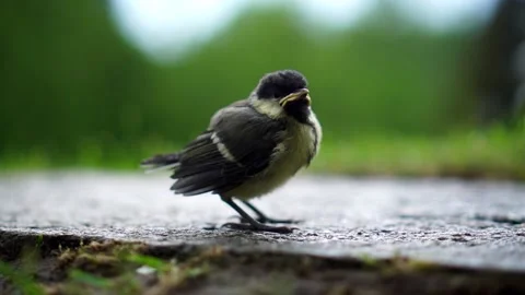 sweet little angry bird stands in the ra... | Stock Video | Pond5