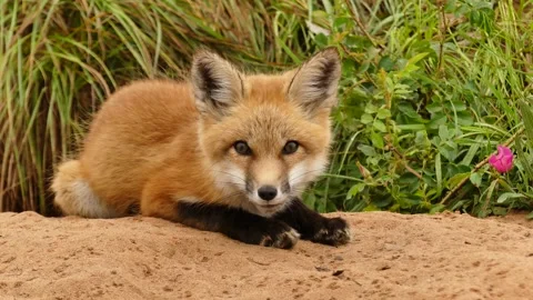 Pees F Stock Videos – Royalty-Free HD & 4K Videos