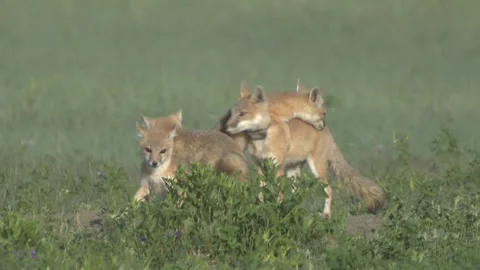 Swift Fox Family Pups Playing Wrestling ... | Stock Video | Pond5