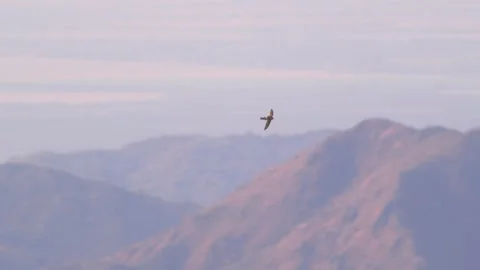 Swift gliding across the landscape with ... | Stock Video | Pond5