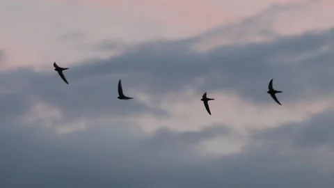 Slow Motion Fly Stock Footage ~ Royalty Free Stock Videos | Pond5