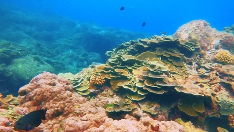 Haze Dive Stock Videos – Royalty-Free HD & 4K Videos | Pond5