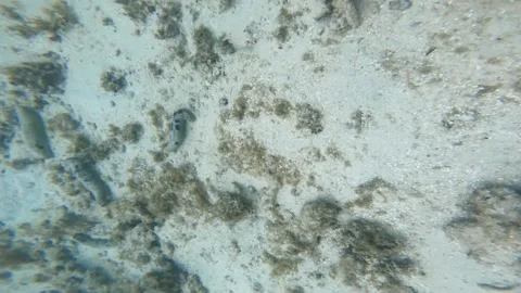 Swim Down Stock Videos – Royalty-Free HD & 4K Videos | Pond5