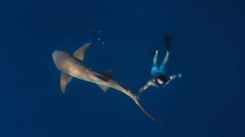 Swims Swim Stock Videos – Royalty-Free HD & 4K Videos