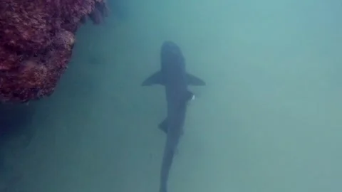 Isabela Island Galapagos Stock Footage ~ Royalty Free Stock Videos | Pond5