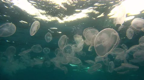 Jellyfish School Stock Videos – Royalty-Free HD & 4K Videos | Pond5