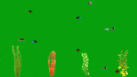 Swimming aquarium turtles motion graphic... | Stock Video | Pond5
