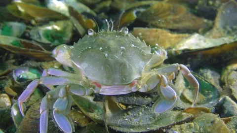 Swimming crab stirs its antennae, rear v... | Stock Video | Pond5