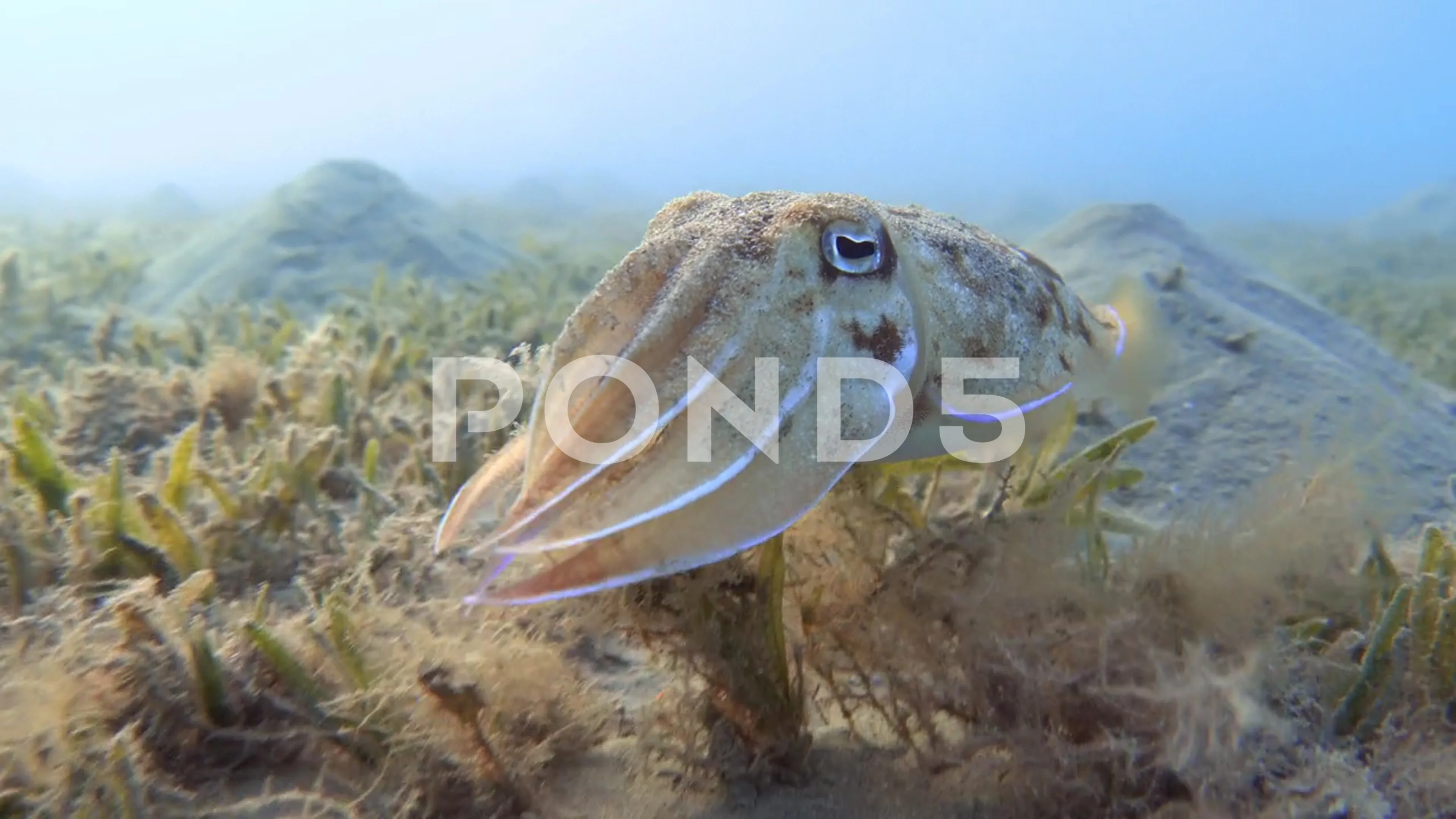 Cuttlefish Mimics Crab