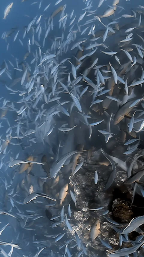 Show Swimming Sharks Stock Videos – Royalty-Free HD & 4K Videos | Pond5