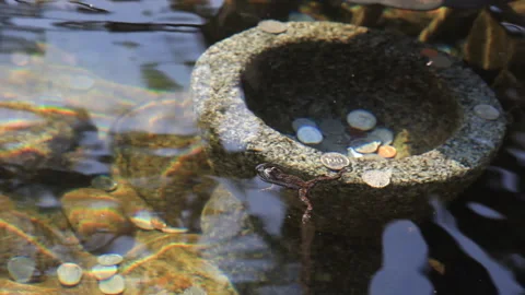 Swimming Frog at Botapsa Temple in Jinch... | Stock Video | Pond5