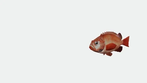 The swimming goldfish from the face -to ... | Stock Video | Pond5