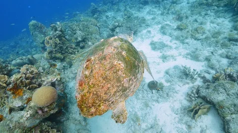 swimming Loggerhead Sea Turtle in coral ... | Stock Video | Pond5