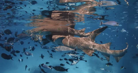 Swimming with nurse sharks in tropical s... | Stock Video | Pond5