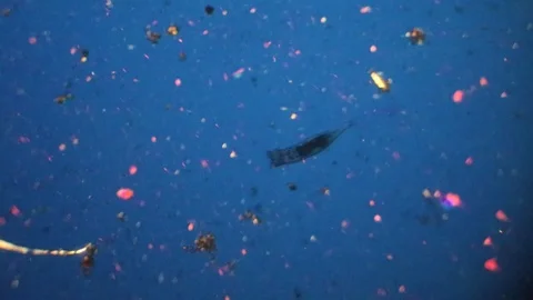 Swimming of a rotifer at microscope unde... | Stock Video | Pond5