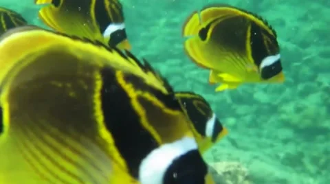 School Swimming Pools Stock Videos – Royalty-Free HD & 4K Videos | Pond5