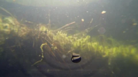 Tadpole Stock Video Footage | Royalty Free Tadpole Videos | Pond5