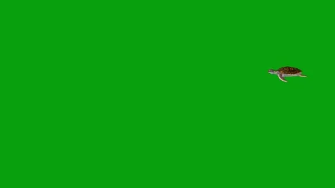 Swimming Turtle motion graphics with gre... | Stock Video | Pond5