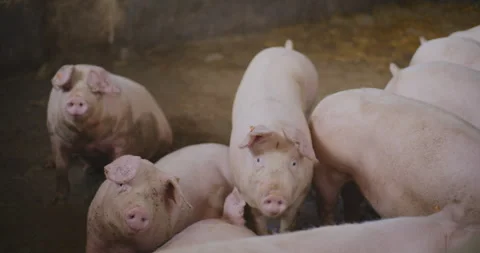 Swine Pigs Husbandry Modern Pig Farm Liv... | Stock Video | Pond5