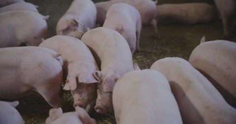 Swine Pigs Husbandry Modern Pig Farm Liv... | Stock Video | Pond5