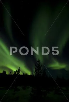 Swirling northern lights, polar lights, silhouettes of pine trees ...