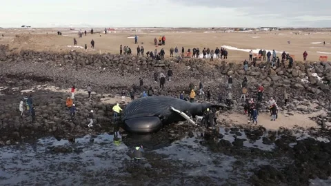 Swollen Humpback whale lays stranded on ... | Stock Video | Pond5