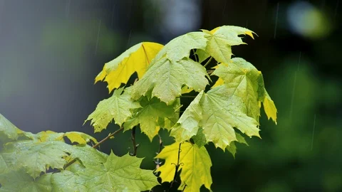 Raindrop Rain Lens Stock Footage ~ Royalty Free Stock Videos | Pond5