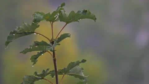 Sycamore maple shivering in the wind and... | Stock Video | Pond5