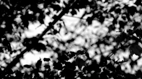 Sycamore with Velona3 Dappled Light moti... | Stock Video | Pond5