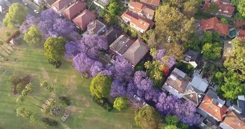 Jacaranda Stock Videos – Royalty-Free HD & 4K Videos