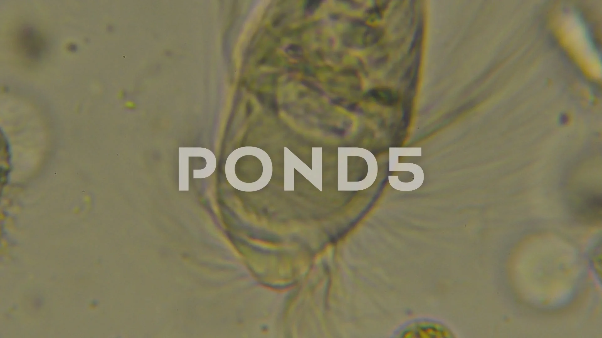 Trichonympha Sob Microscopio