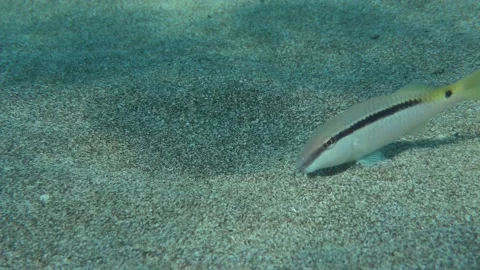 Symbiotic behavior of different fish spe... | Stock Video | Pond5